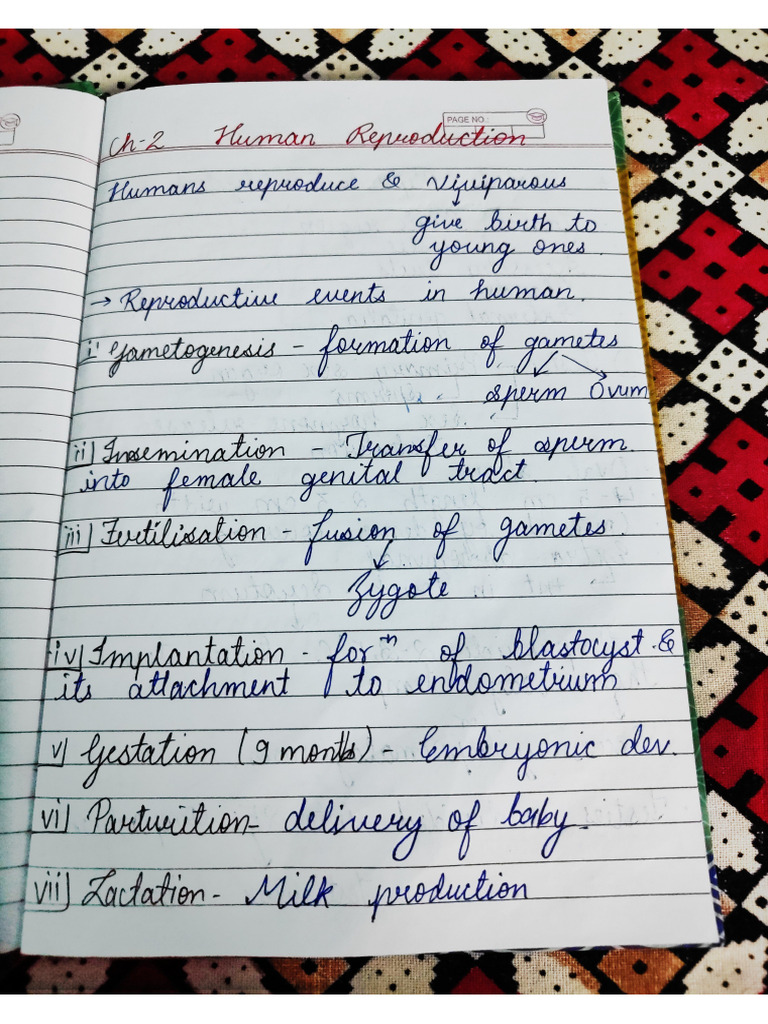 Class 12th Human Reproduction | PDF
