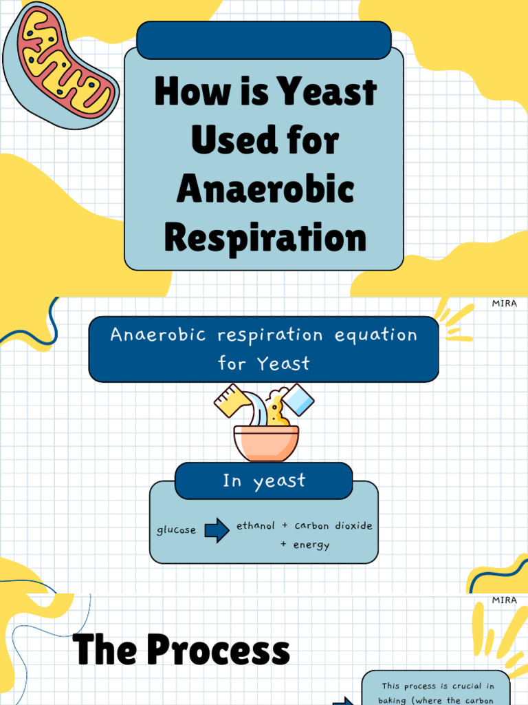 Respiration Aerobic and Anaerobic Biology Presentation in A Blue Yellow ...