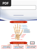The Muscles of The Hand - Thenar - Hypothenar - TeachMeAnatomy | PDF ...