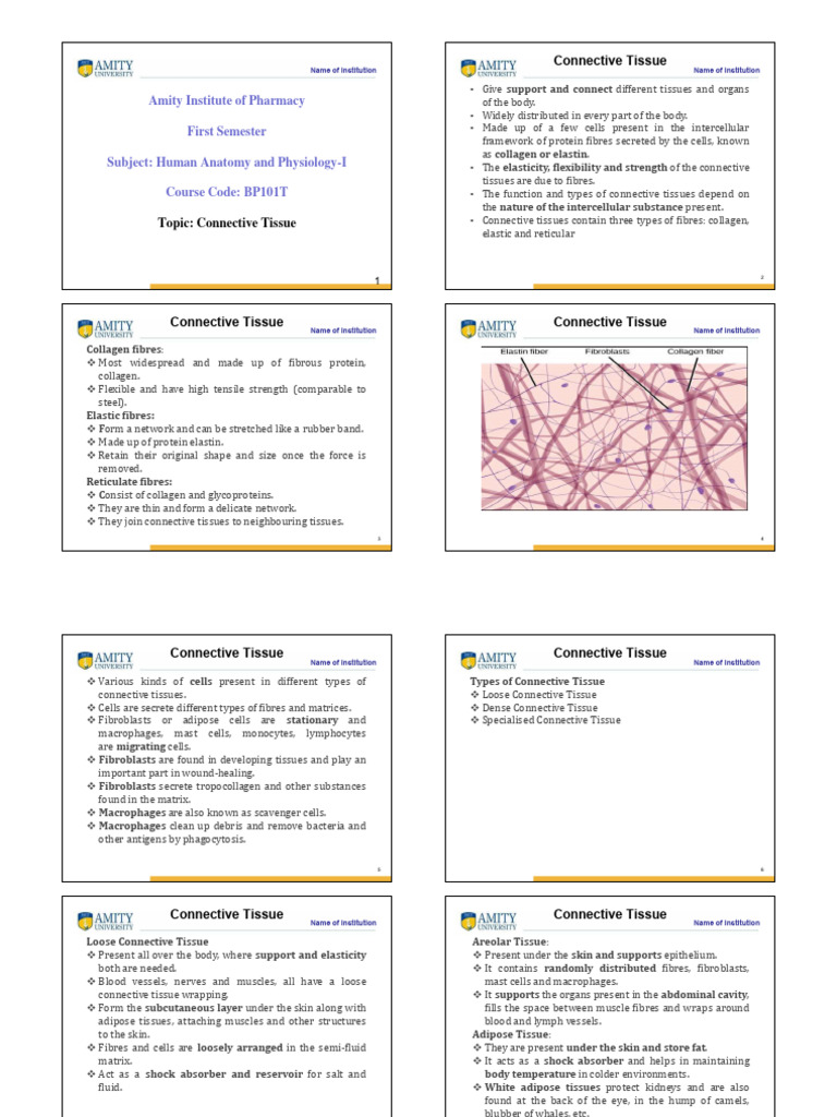 (Merge) HAP-Unit-I Part-III Connective Tissue - 20241025 - 102348-WPS ...