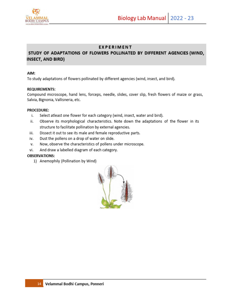 Adaptations of Flowers Pollinated by Different Agencies (Wind, Insect ...