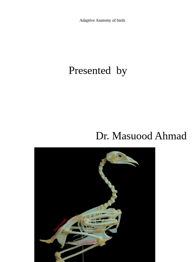 Share Avian Anatomy in The Context of Feeding, Flight and ...
