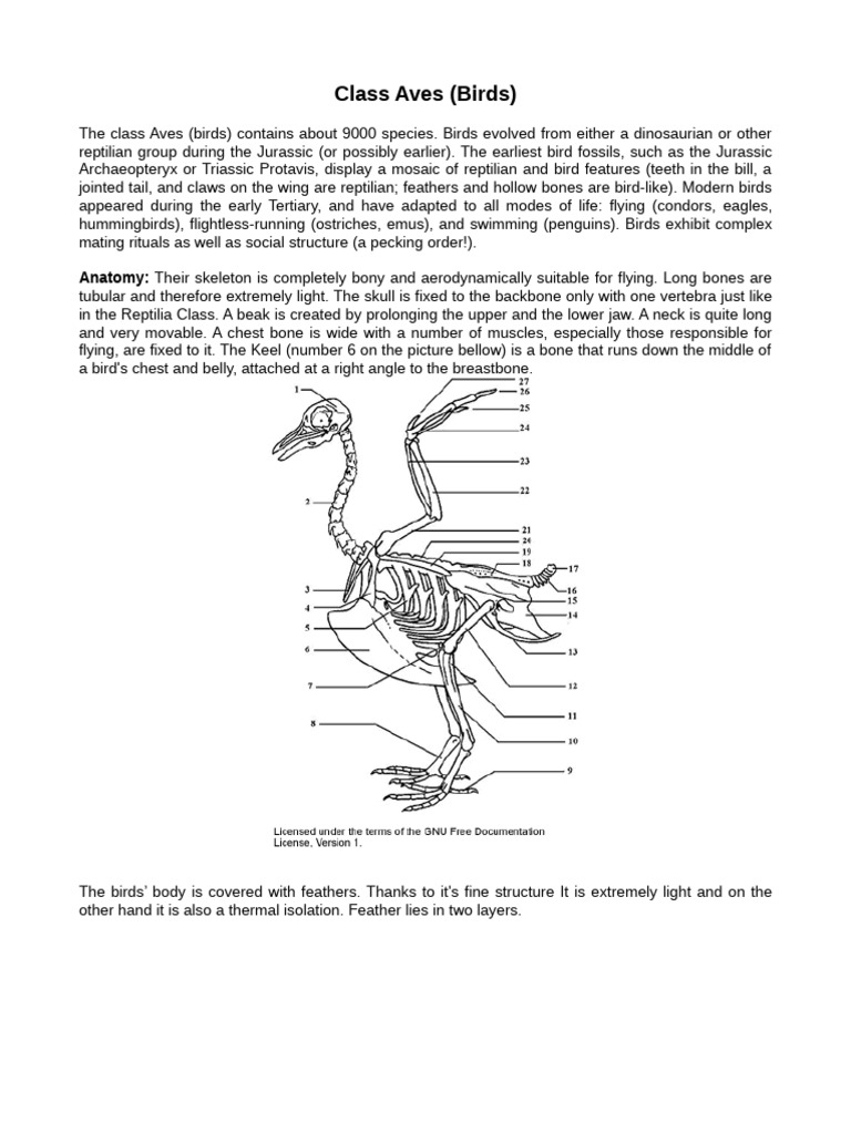 Birds | PDF | Birds | Atrium (Heart)