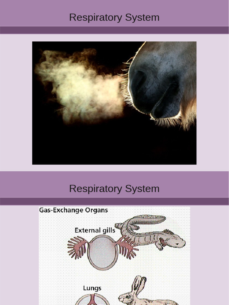 respiratory_system_presentation | PDF