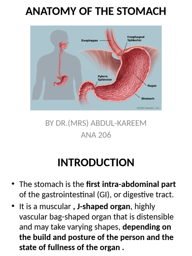 Anatomy of The Stomach | PDF