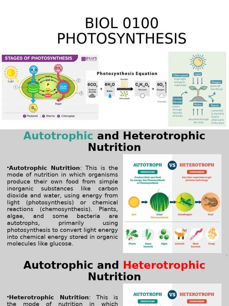 BIOL 0100 Topic 7 - Photosynthesis | PDF | Photosynthesis | Chloroplast