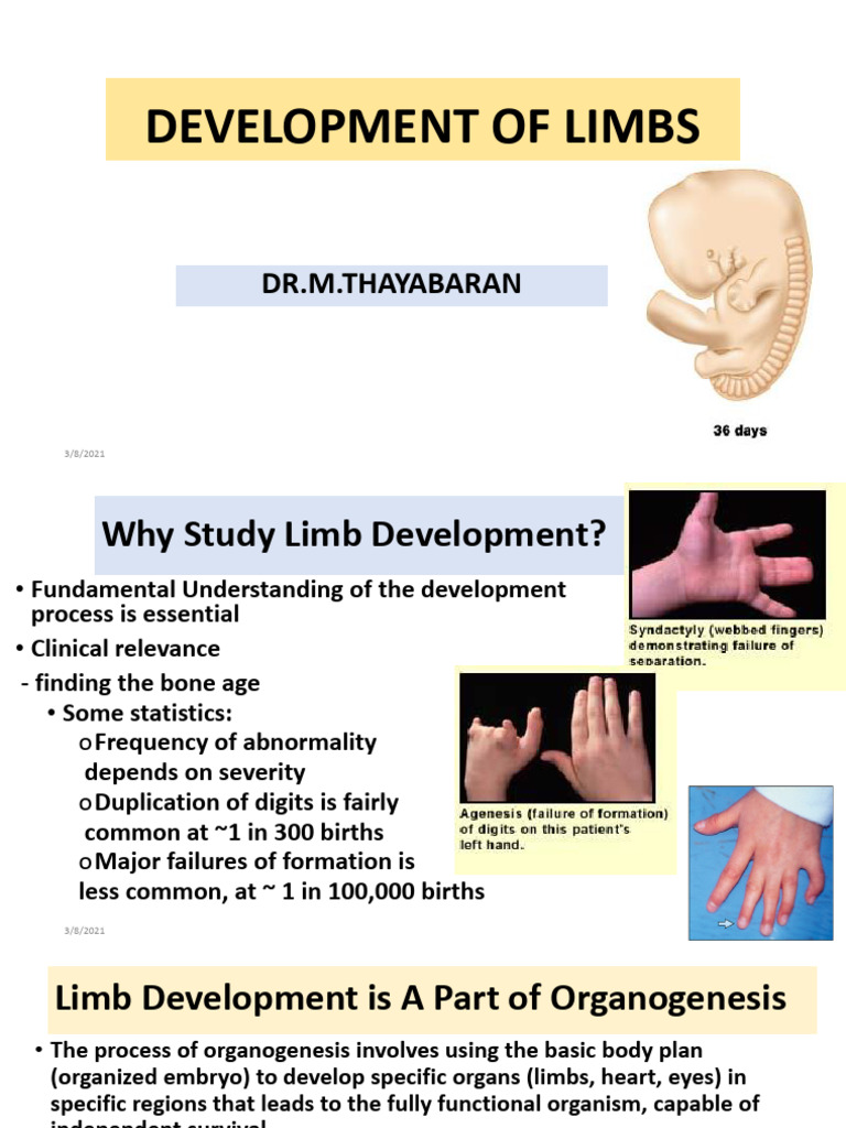 Development of Limbs | PDF | Hand | Muscle