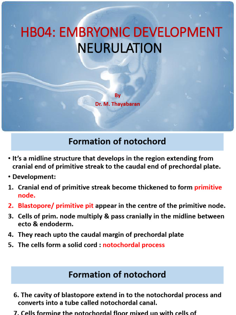 07.Embryonic period; Neural tube formation | PDF | Nervous System | Anatomy