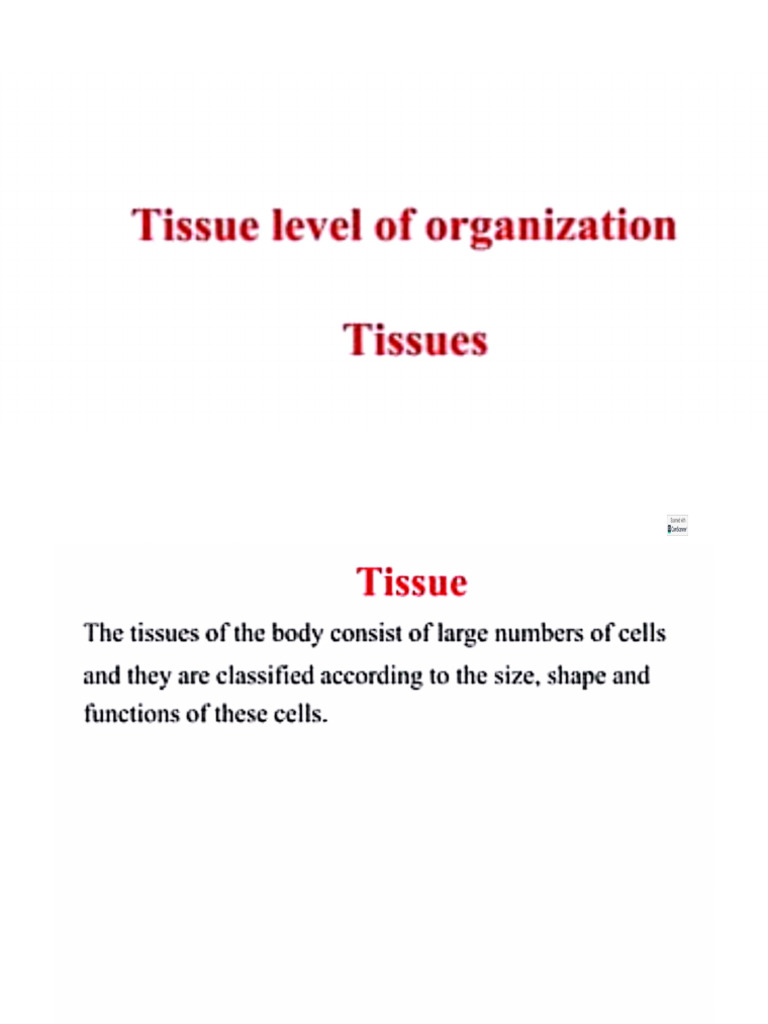 Tissues | PDF
