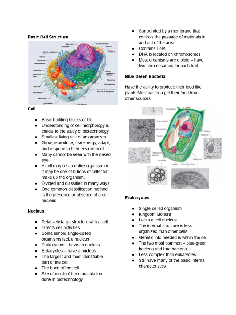 ⋆˚࿔ biochem-lec (cells) ??˚⋆ | PDF | Meiosis | Cell (Biology)
