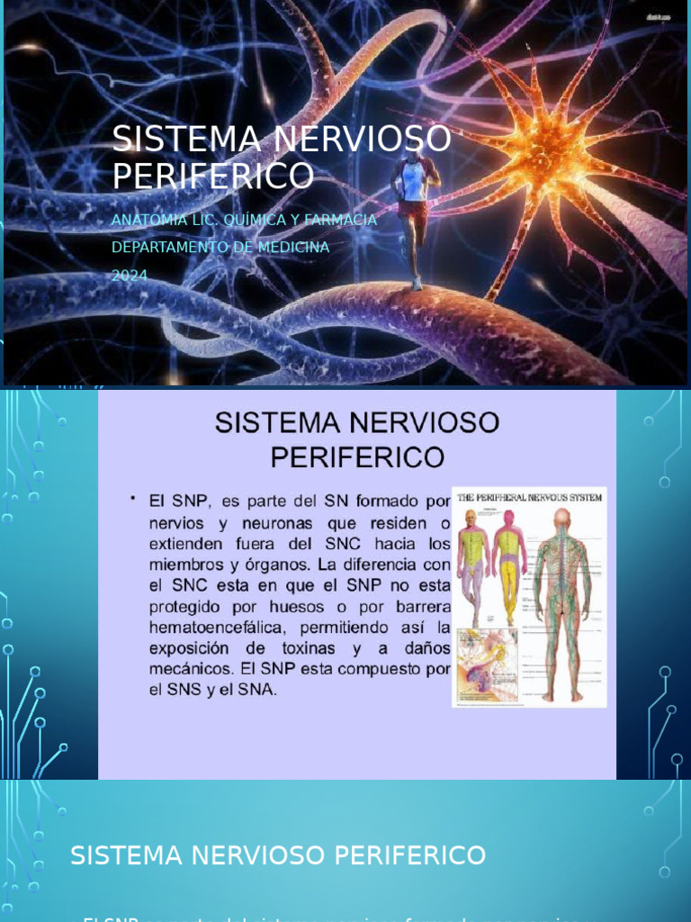 Sistema Nervioso Periferico 2024 QQ y FF | PDF
