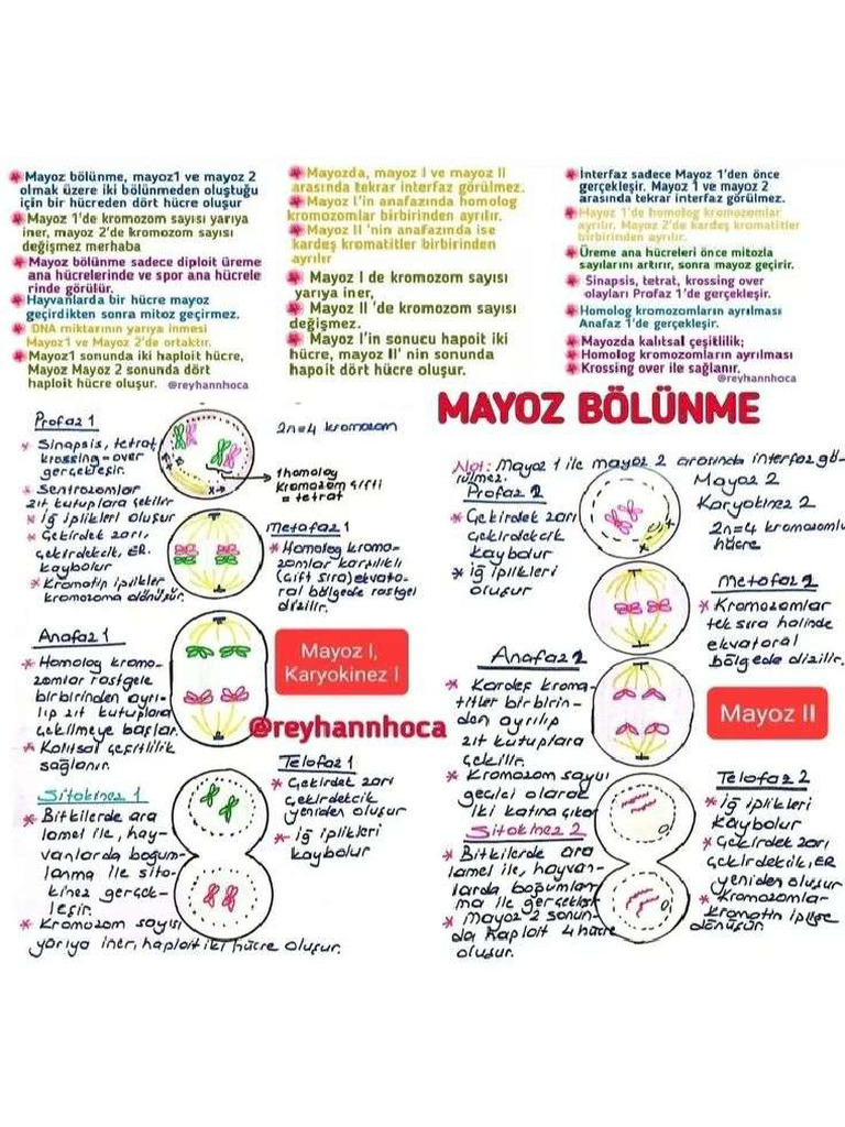 mayoz bölünme | PDF