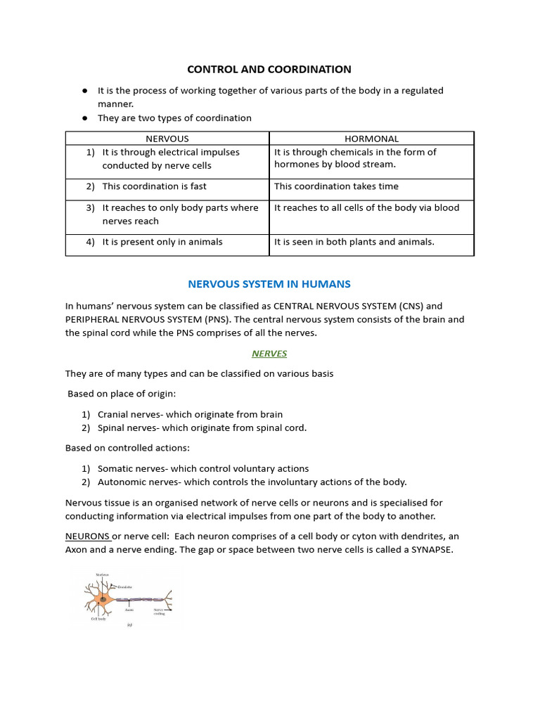 Control and Coordination - Notes - Grade 10 | PDF | Nerve | Nervous System
