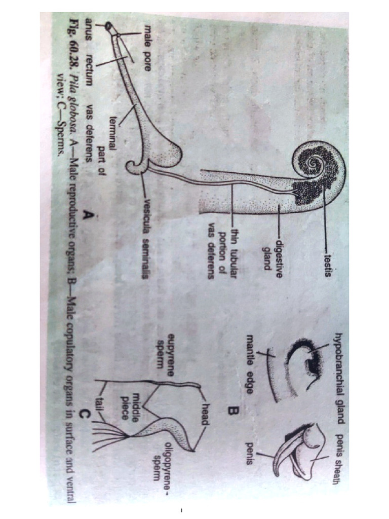 Reproductive organs of pila | PDF