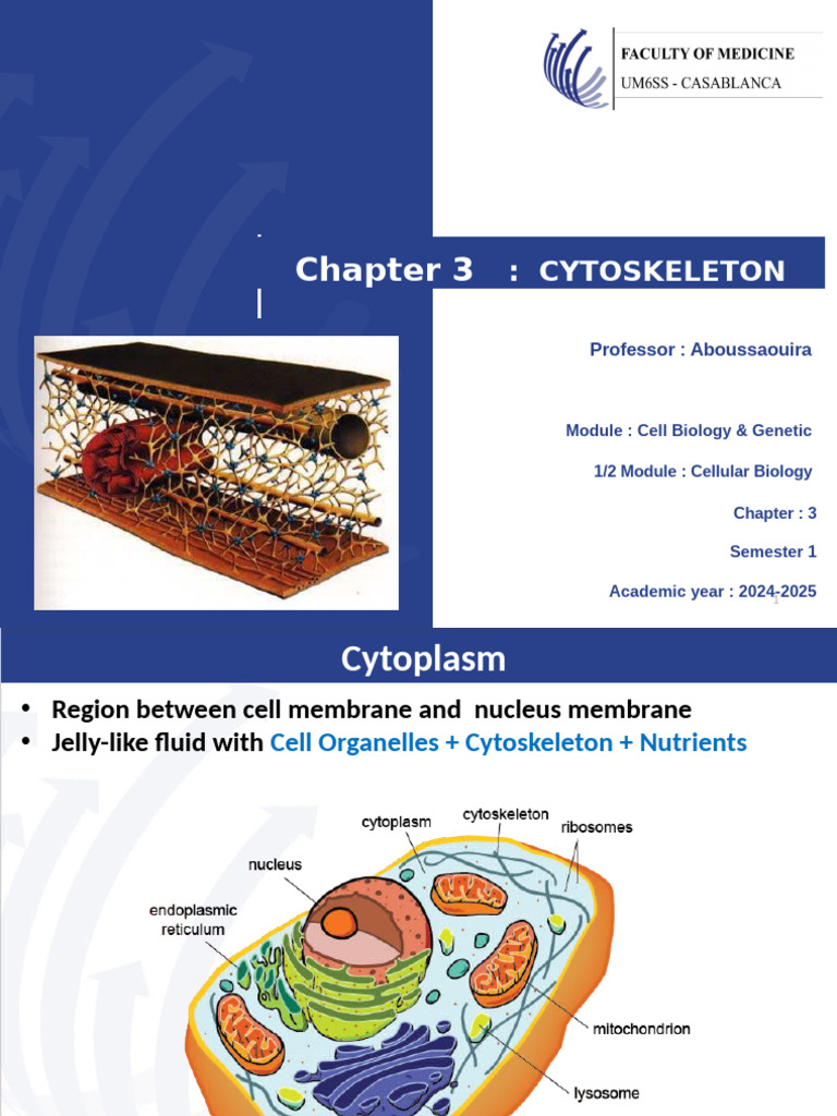 Chap3 Cytoskeleton24 | PDF | Microtubule | Cytoskeleton