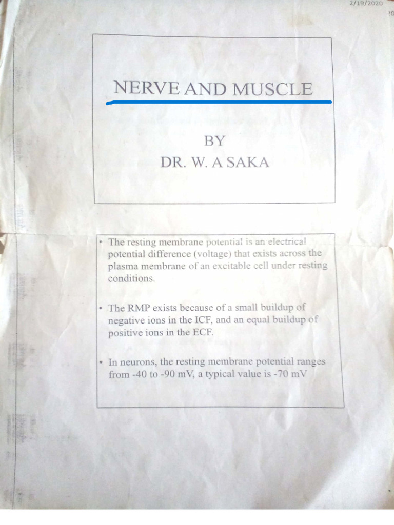 Nerve and Muscle | PDF