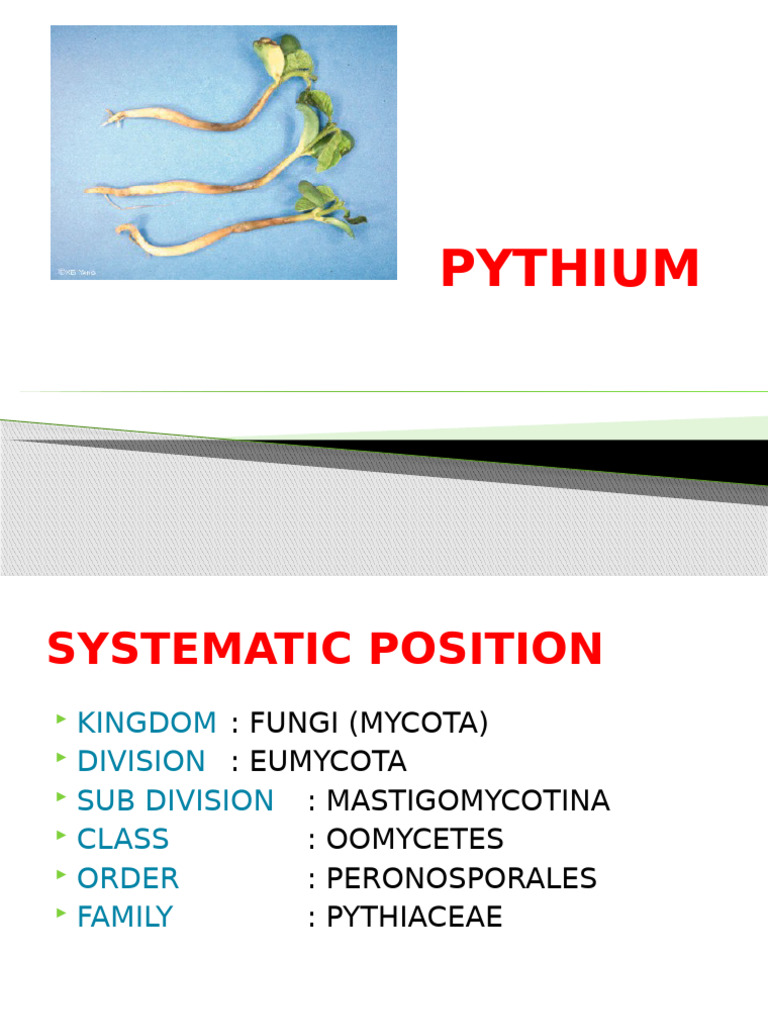 Pythium | PDF | Fungus | Mycology