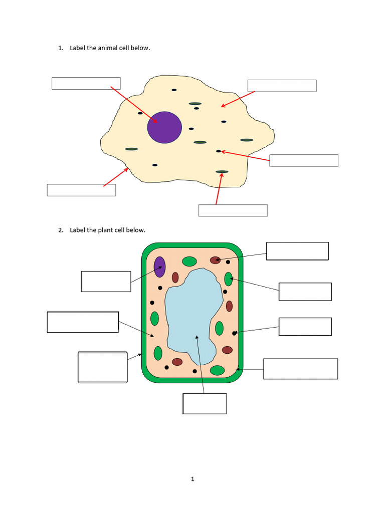 Cell Biology Worksheet | PDF