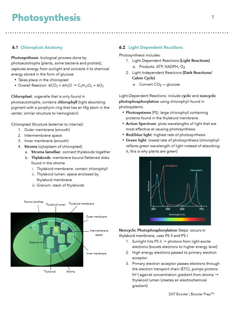 DATBooster Biology Chapter 6 Notes | PDF | Photosynthesis | Chloroplast