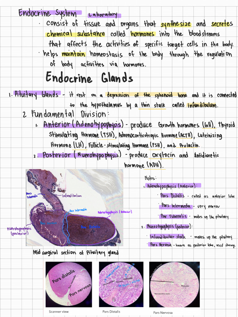 Endocrine System | PDF