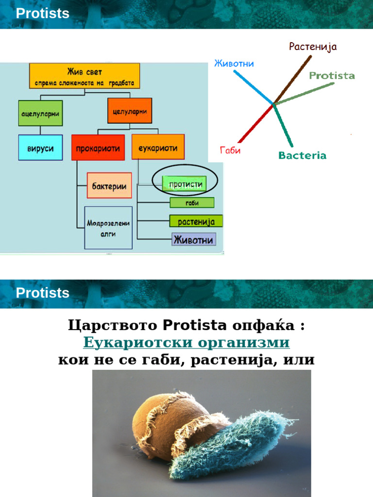 10.protista Konecno | PDF