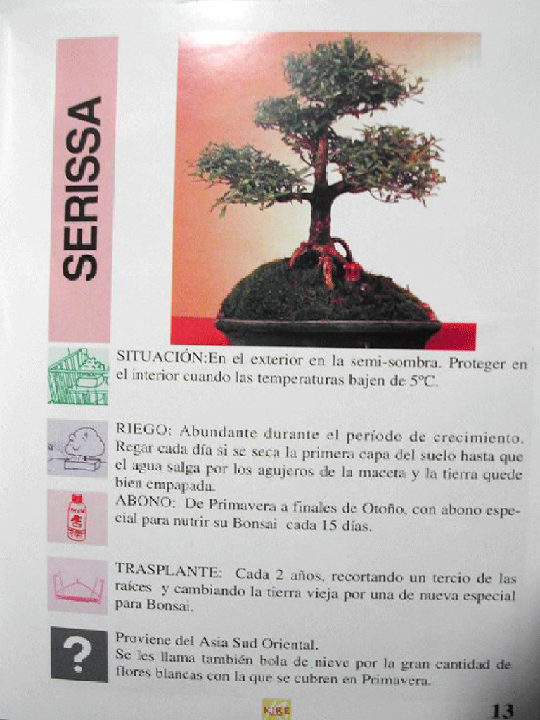 Bonsai | PDF