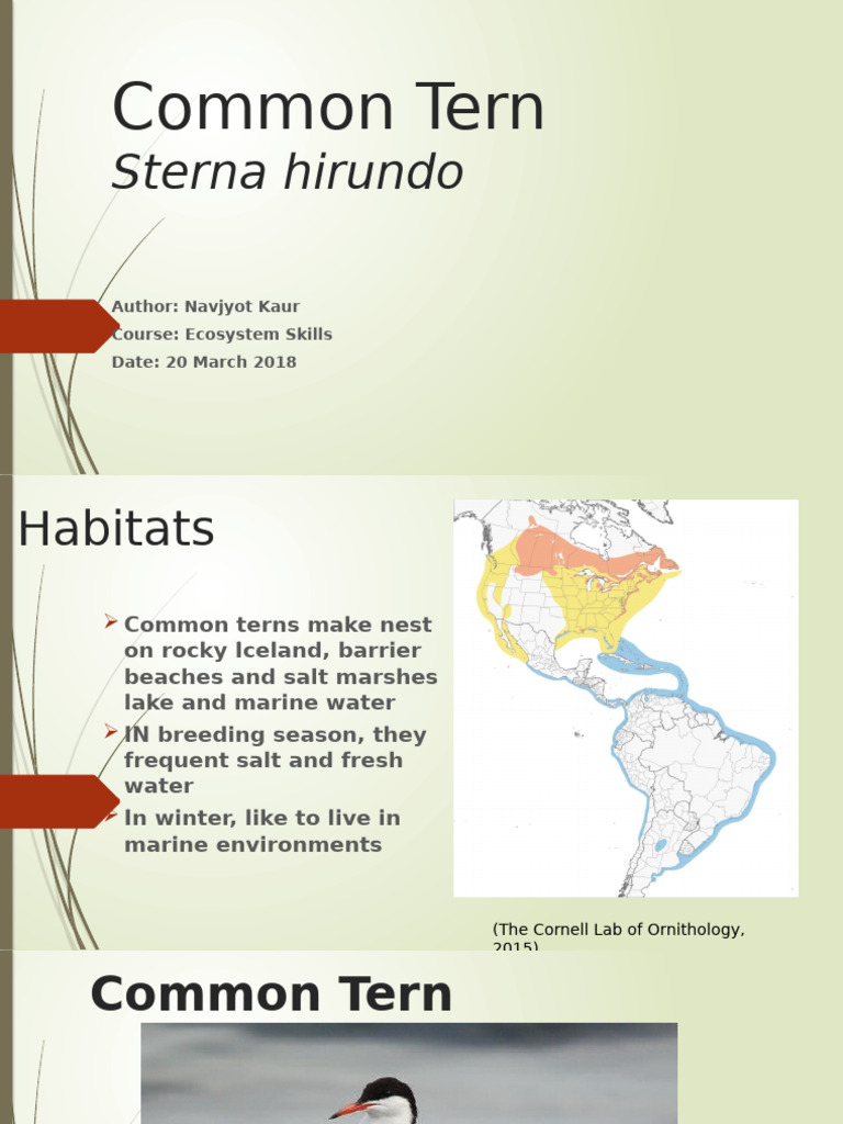 Common Tern (Navjyot Kaur) New | PDF