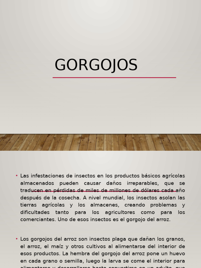 Control de gorgojos en alimentos almacenados | PDF | Insectos | Arroz