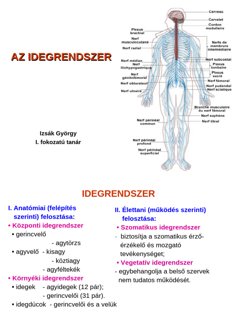 1 - Idegrendszer | PDF