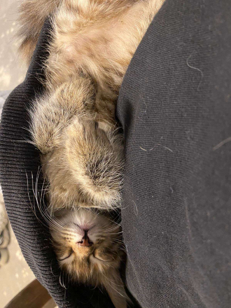 Cat 1 | PDF