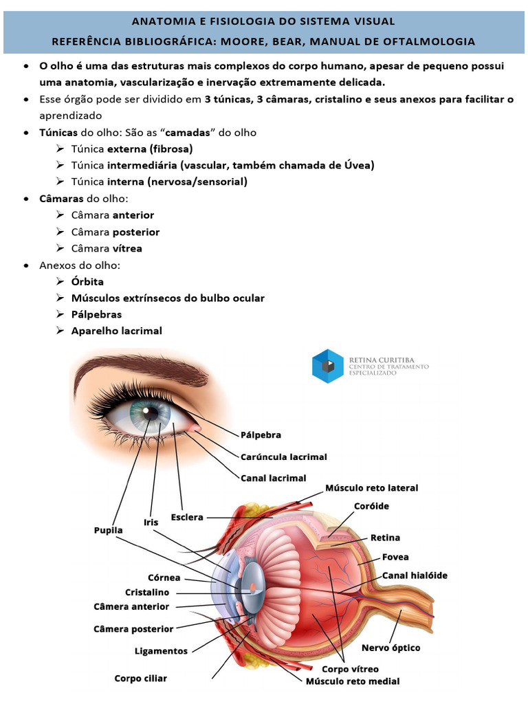 1- Anatomia e Fisiologia Do Sistema Visual | PDF | Olho humano ...