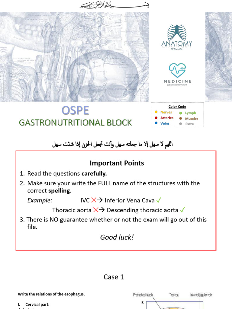 ANATOMY OSPE | PDF | Liver | Stomach