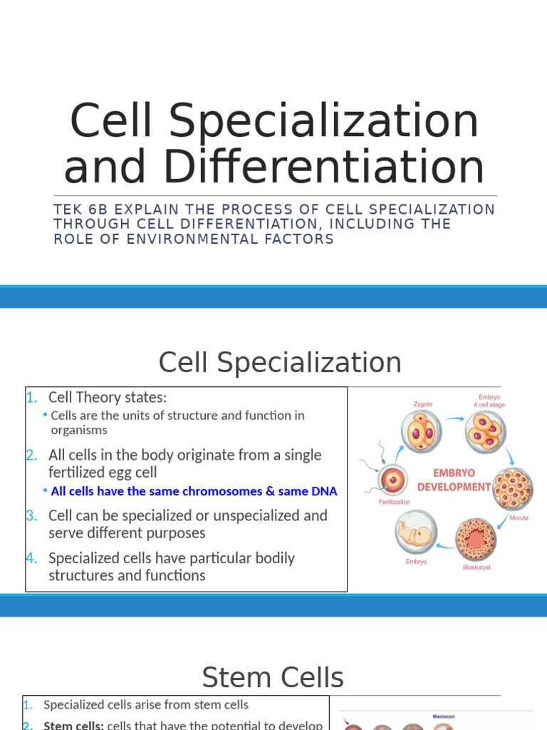 Cell Specialization and Differentiation 2024 | PDF | Stem Cell ...