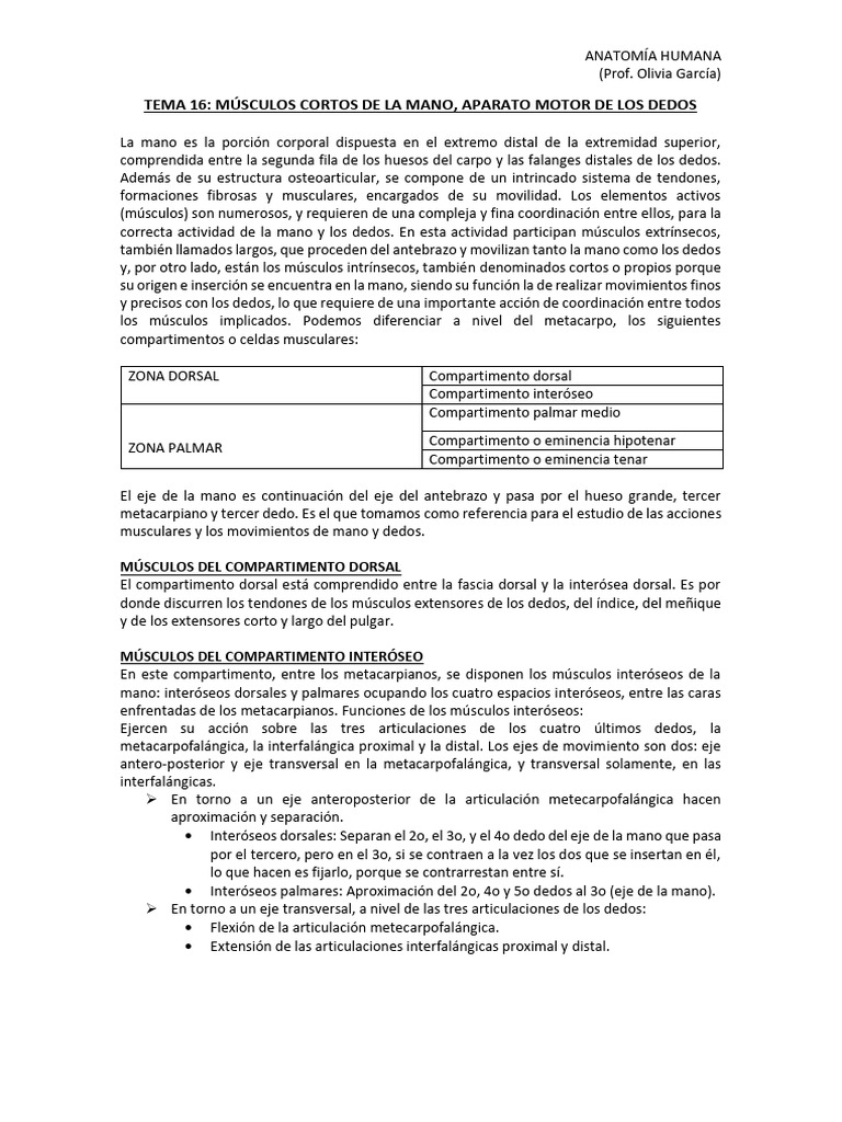 Músculos Cortos de la Mano y su Función | PDF | Mano | Extremidades ...