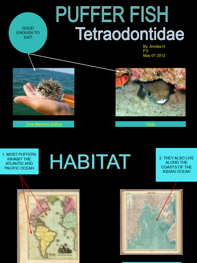 Puffer Fish: Diet, Predators, Facts | PDF
