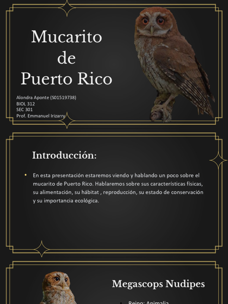 Mucarito de Puerto Rico - Alondra Aponte | PDF | Ornitología | Aves