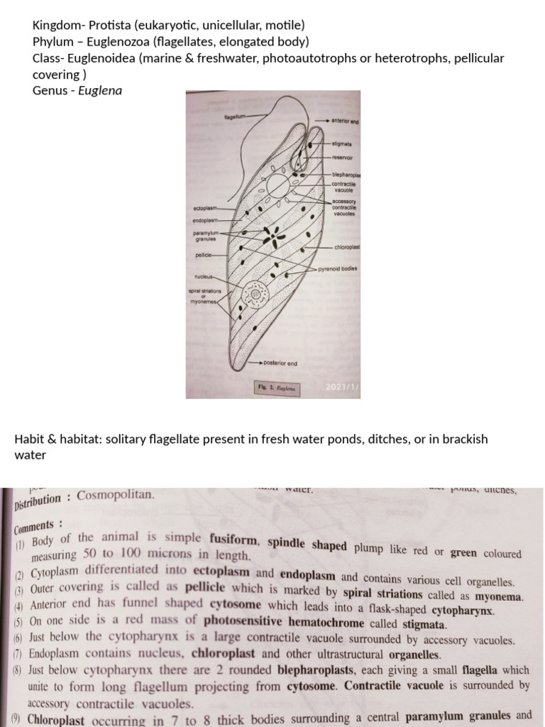 Unicellular Protists: Euglena, Paramecium, Amoeba | PDF