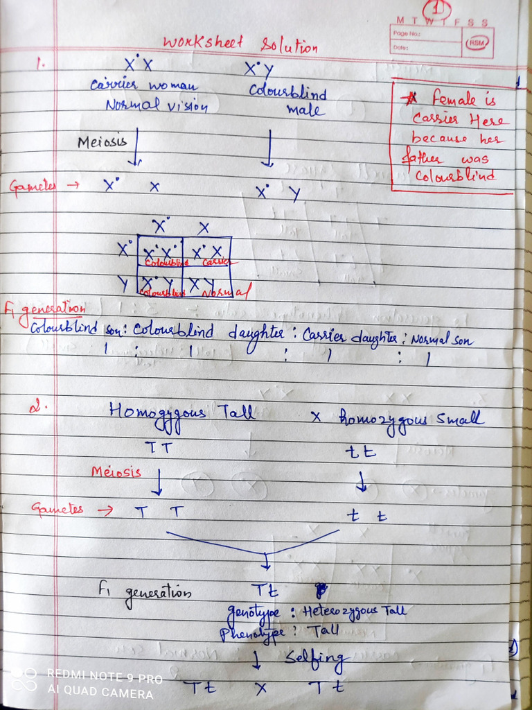 Genetics Numerical Solution Chapter 3 Bio | PDF