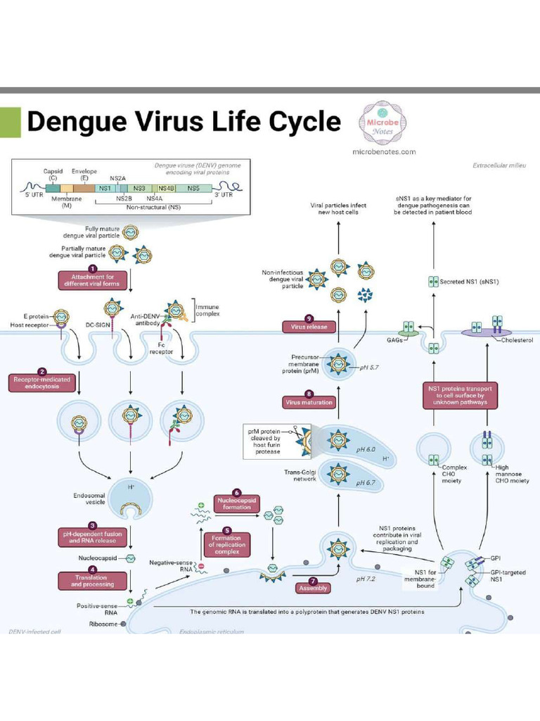 Dengue Virus Life Cycle | PDF