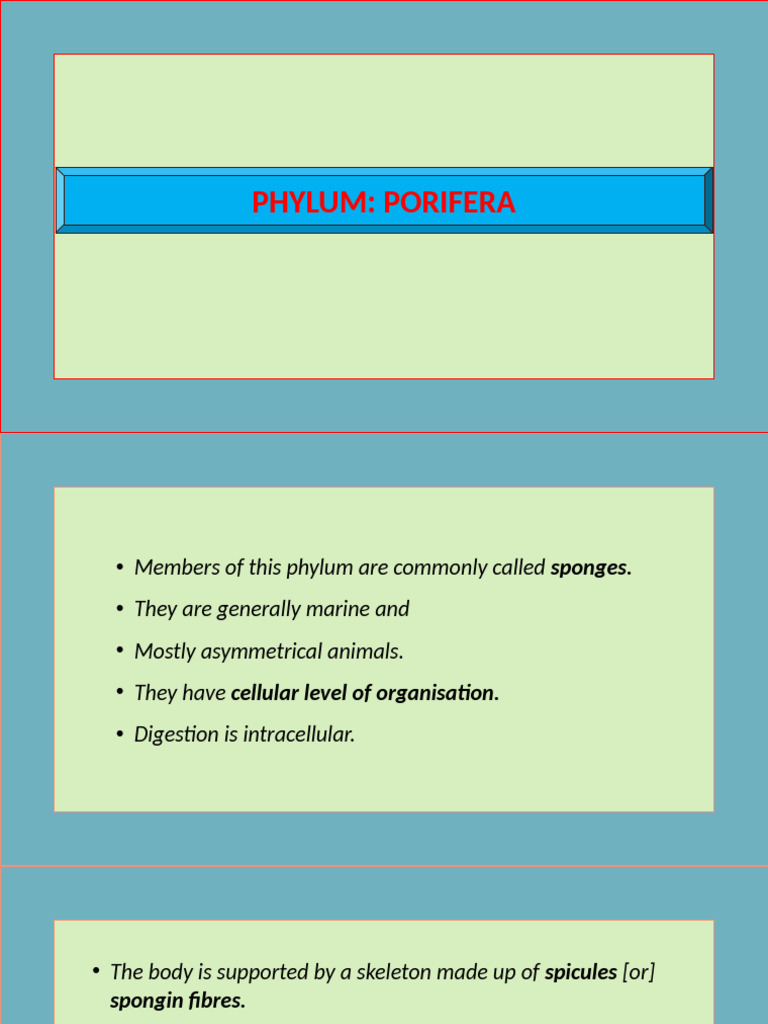 Overview of Porifera: Sponges Explained | PDF