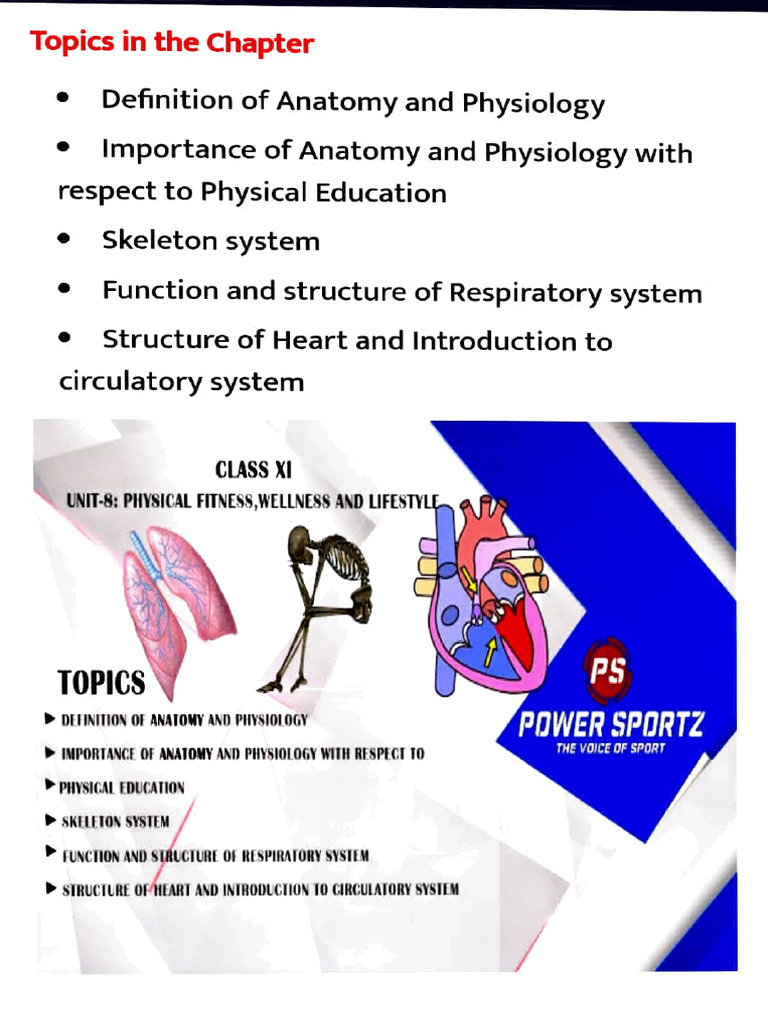 Unit - Fundamental of Anatomy and Physiology | PDF | Artery ...