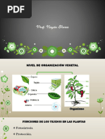 Raiz Axonomorfa | PDF | Raíz | Tallo de la planta