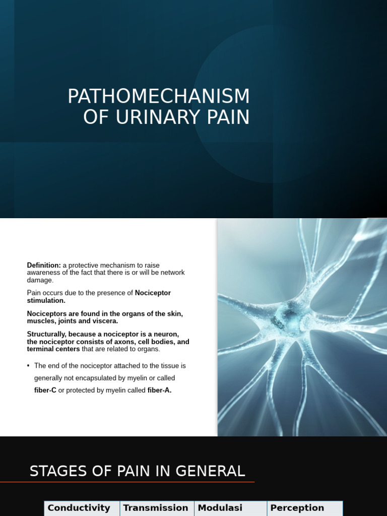 Pathogenesis of Urinary Pain | PDF | Urinary Tract Infection | Analgesic