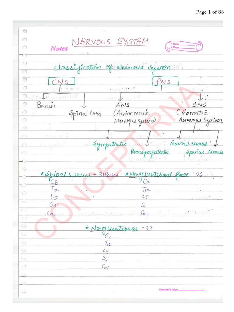 Nervous System Hand Written Notes | PDF