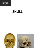 Worksheet Skulll | PDF | Skull | Anatomy