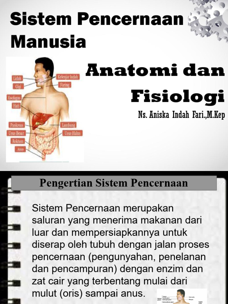 ANATOMI - FISIOLOGI - Sistem Pencernaan IBD 2024 | PDF