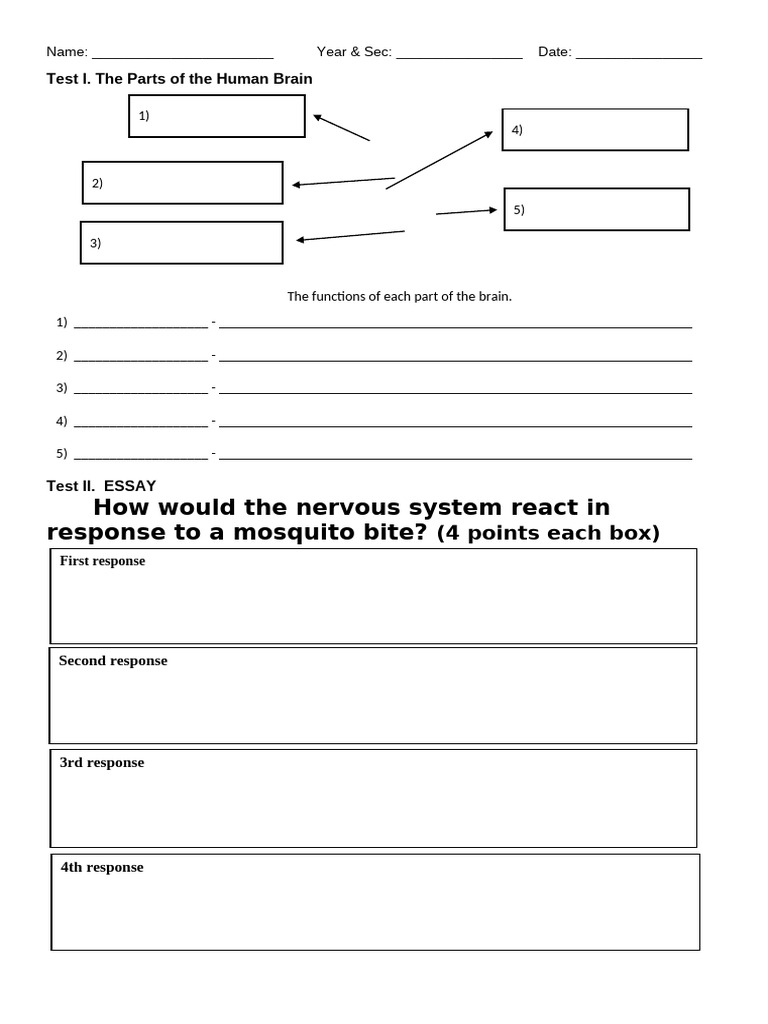 Unit 1.1 Parts of the Brain Act. | PDF