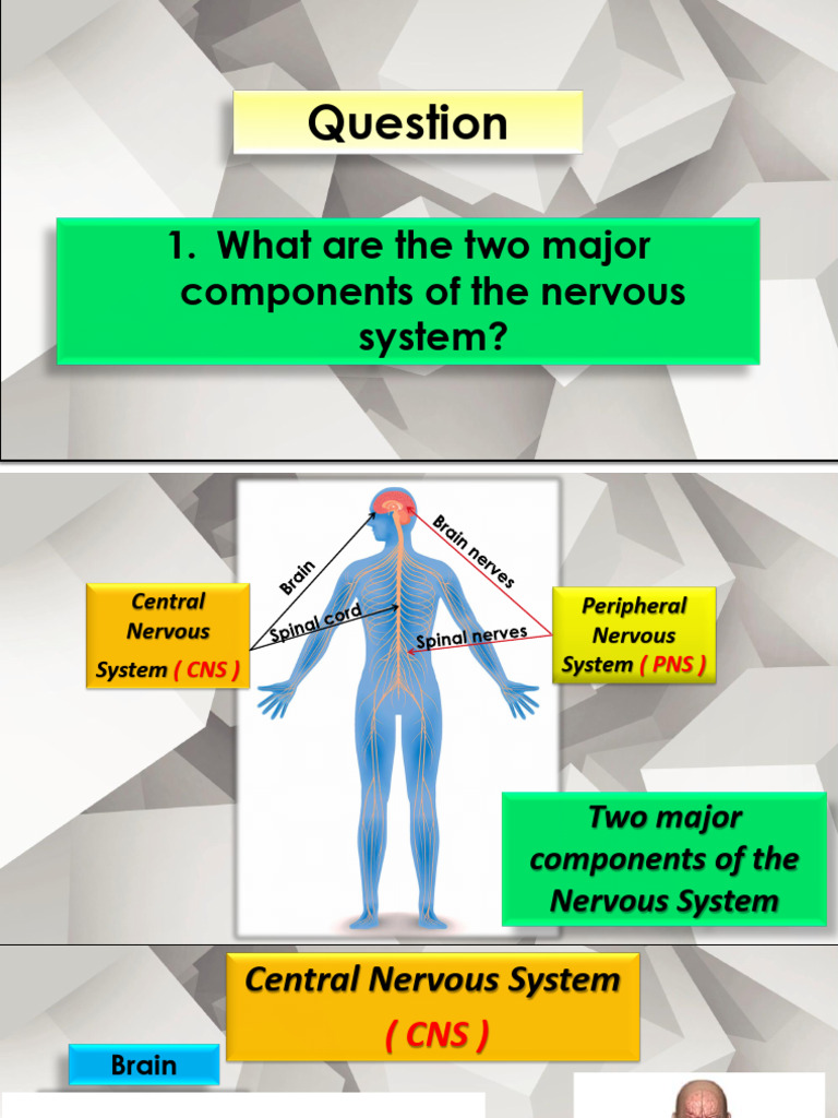 The Nervous System Review Material | PDF