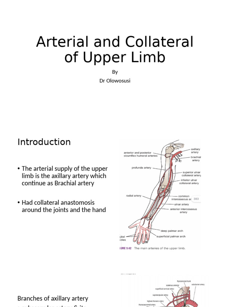 Arterial and Collateral of Upper Limb | PDF | Elbow | Arm