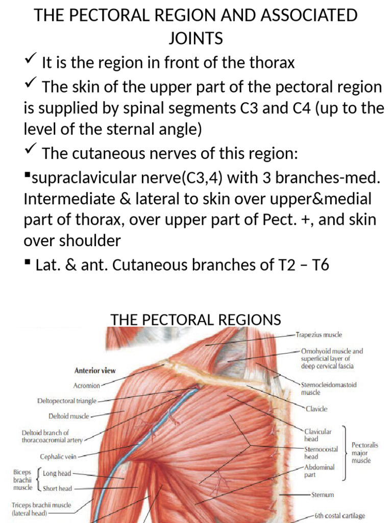 Lecture On The Pectoral Region and Associated Joints | PDF | Skeletal ...